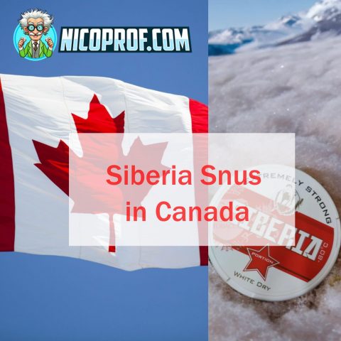Siberia Snus in Canada: A New Global Best seller - NICOPROF